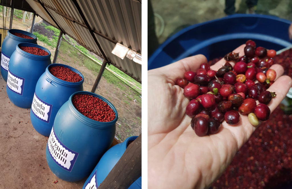 caneforas 5 - Revista Espresso