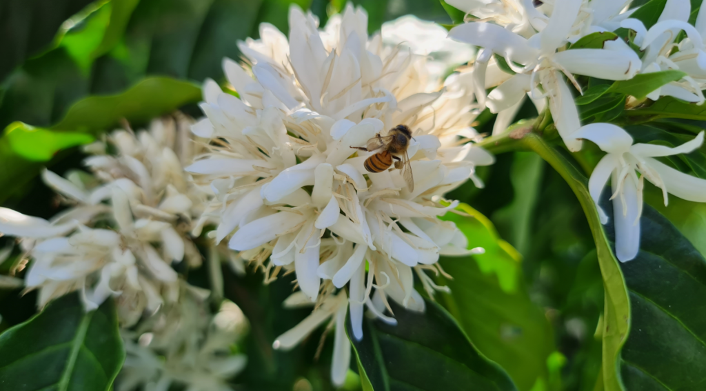 A ciência por trás dos canéforas de qualidade - Revista Espresso